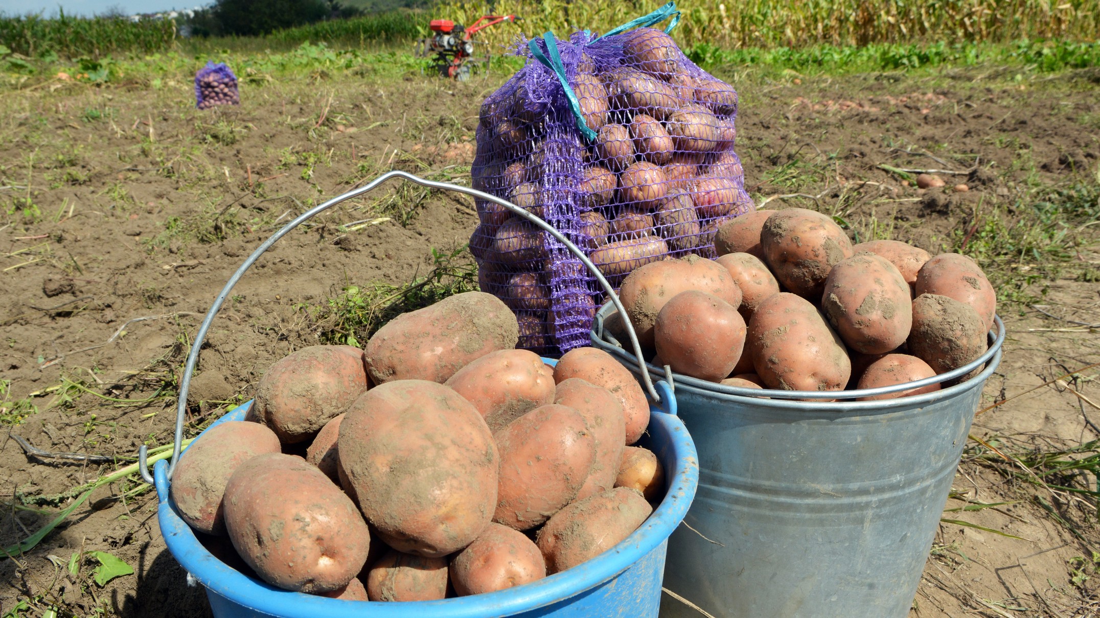 Szeretnéd ha sok krumplid lenne? Most elmondom a nagyapám burgonya ...