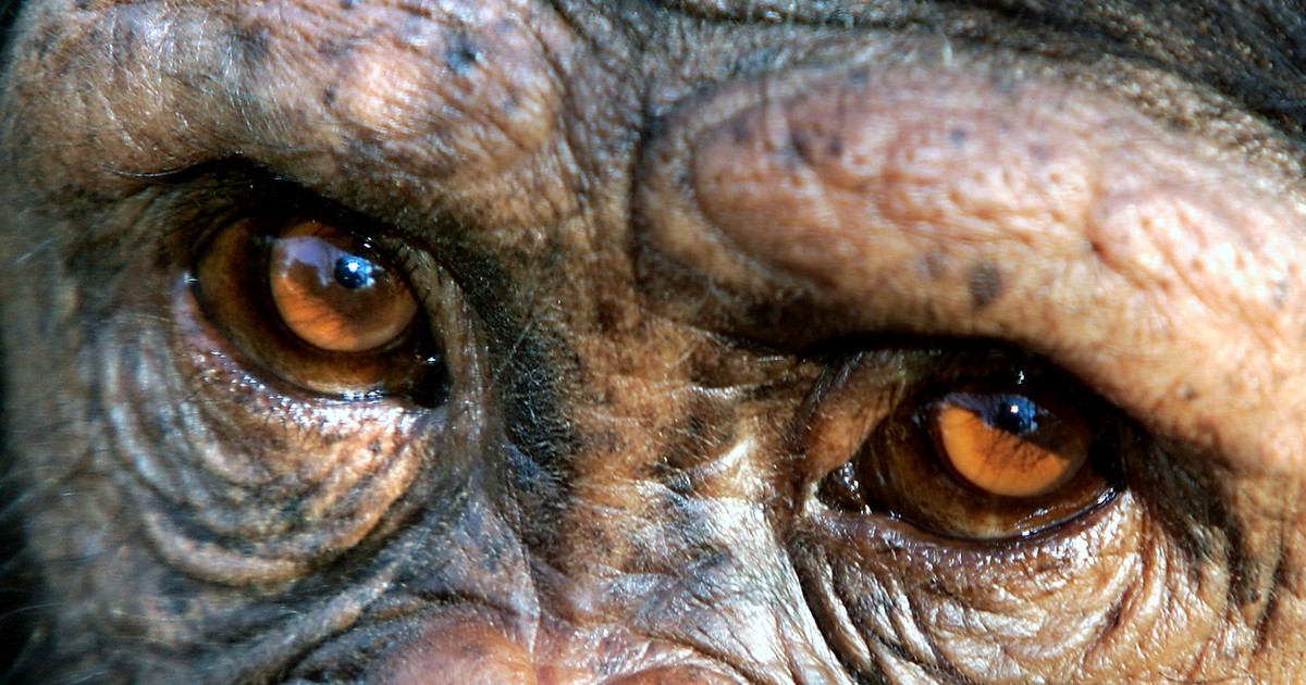 EVOLUCIJA ZLA Krvavi zubi i kandže "Majke Prirode": Majmuni PSIHOPATE ...