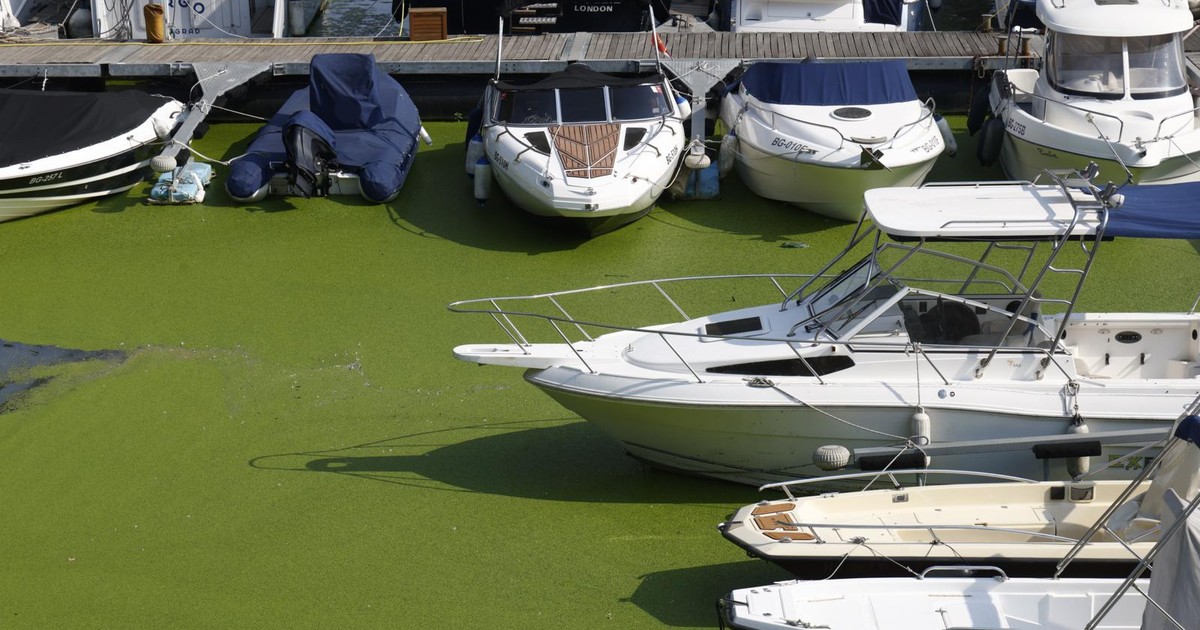 Profesorka Gordana Subakov otkrila šta je zeleni tepih koji je prekrio ...