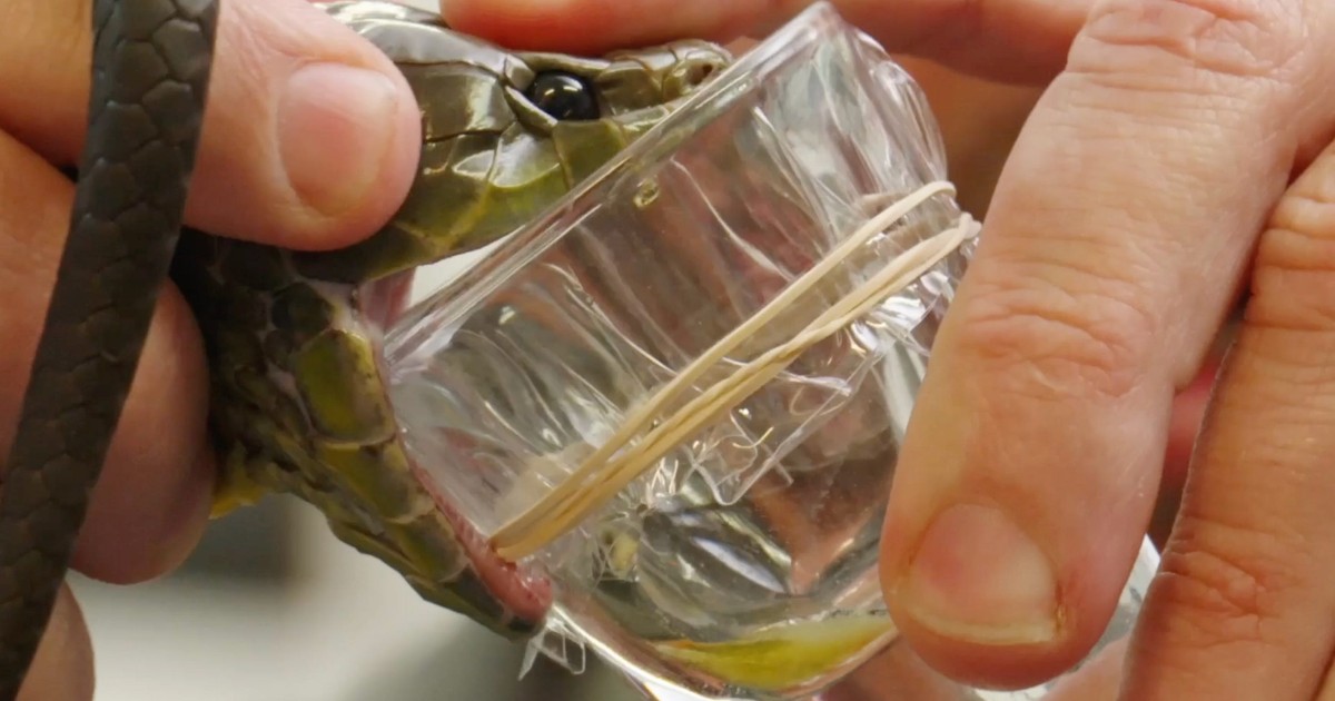 Photos show the process of collecting snake venom to produce life ...