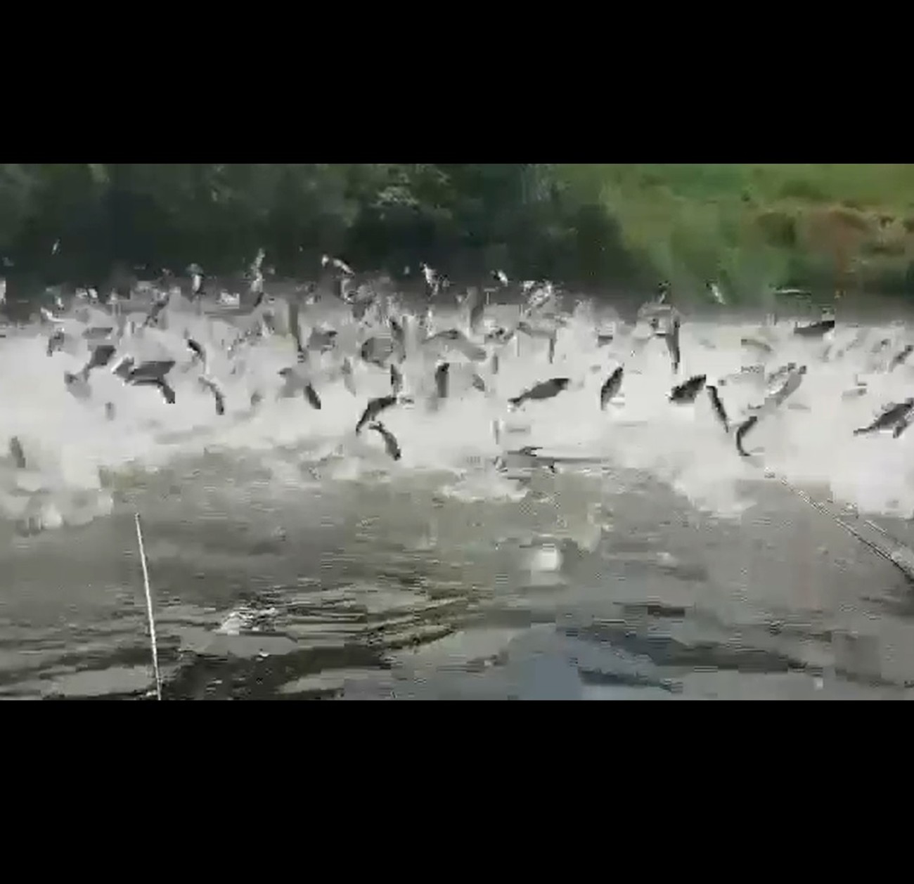 Jato riba haotično je iskakalo iz Tise i šokiralo posmatrače, evo šta ...