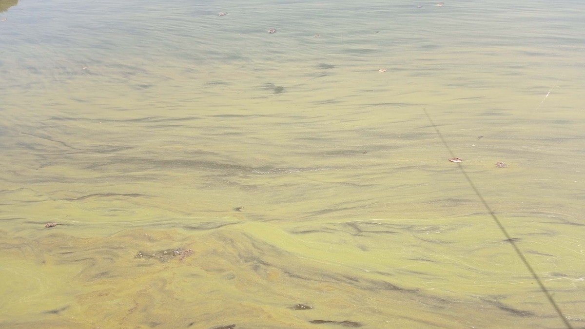 Crno more dobilo zelenu boju: Turisti zabrinuti, evo da li je bezbedno ...