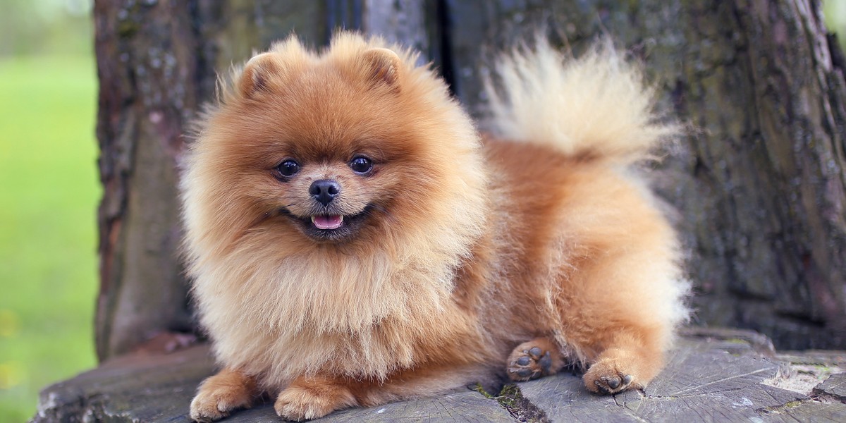 Jaka rasa psa dla początkujących? Porady eksperta - Kobieta