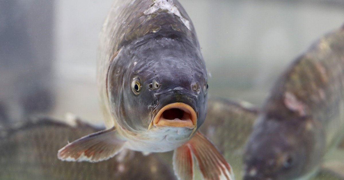Karp w tym roku potanieje? "Niższa cena spowodowana jest głównie ceną ...