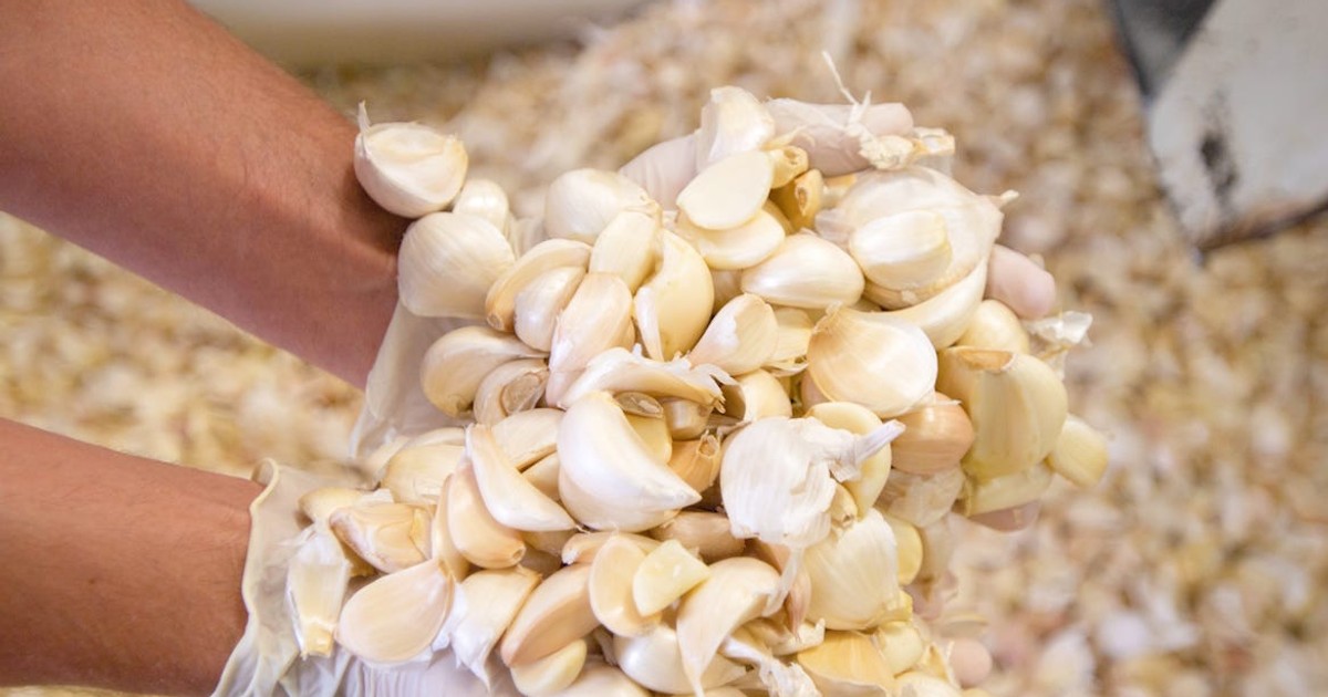 How the US' biggest garlic producer survived the fall of American ...