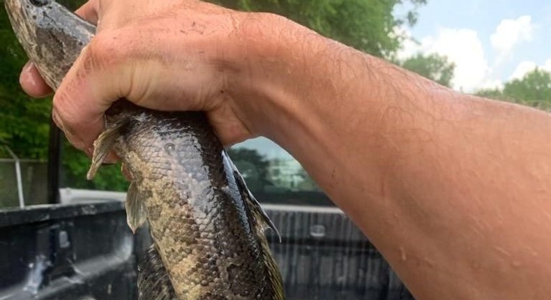 A 'Frankenfish' that can live without water for days and officials ...