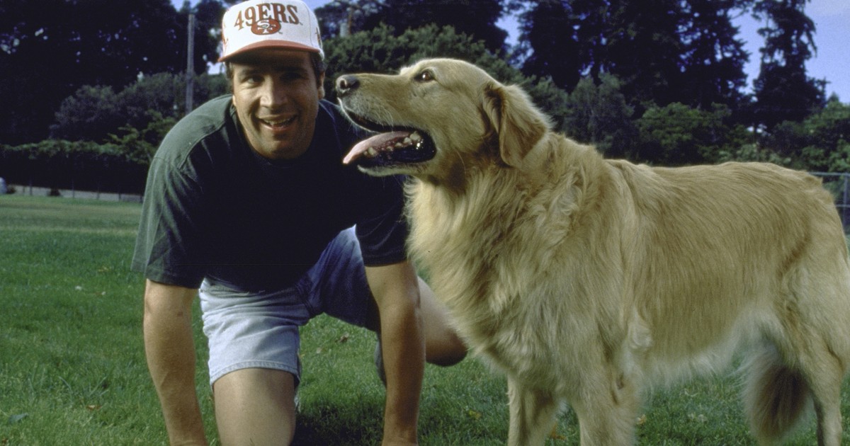 Wymyślił kultowy film o psie sportowcu. Skończył w przytułku i liczy na pomoc ludzi - Plejada.pl