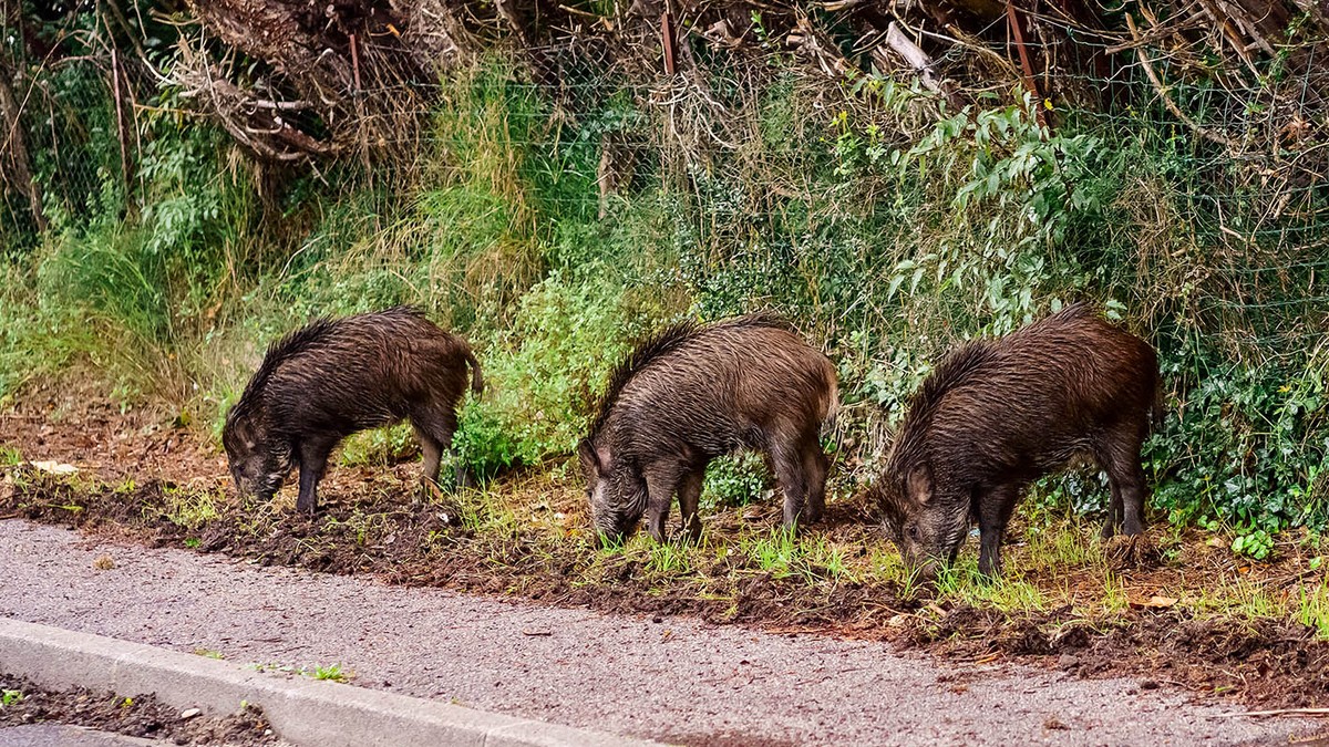 Divlje svinje na Zemunskom keju - Blic