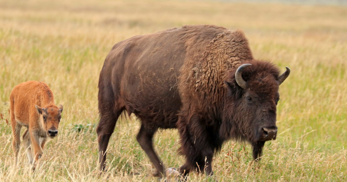 Stop going near bison! 2 tourists were gored in national parks in a ...