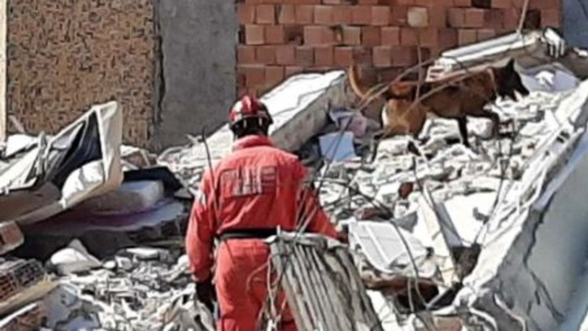 SRPSKI PAS HEROJ! Naš Zigi nanjušio ŽIVU OSOBU POD RUŠEVINAMA u Turskoj ...