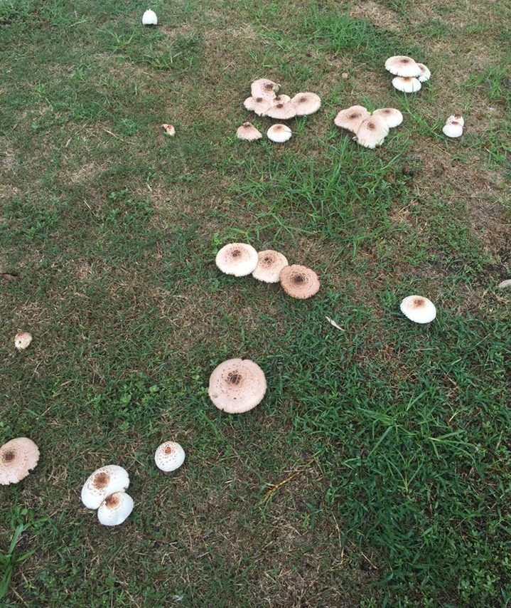 Grzyby podobne do kani. Cztery trujące gatunki, z którymi ludzie ją ...