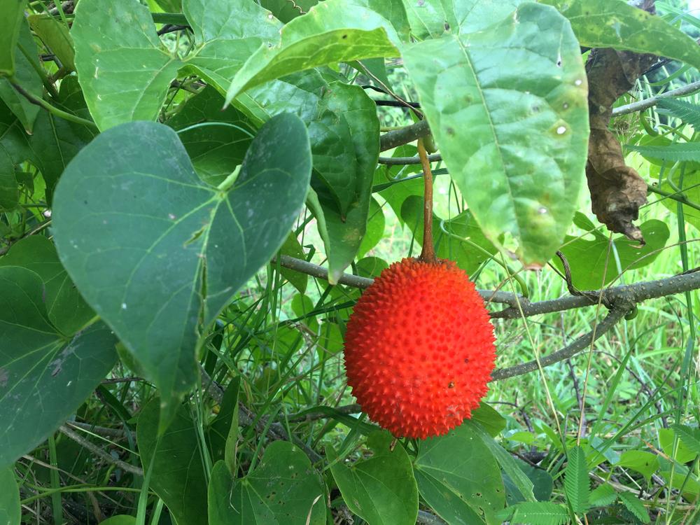 Jackfruit- co to za owoc? Jakie ma wartości zdrowotne?
