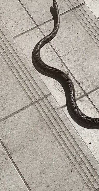 Rémisztő találkozás: Bari Laci apukája videózta le a miskolci kígyót ...