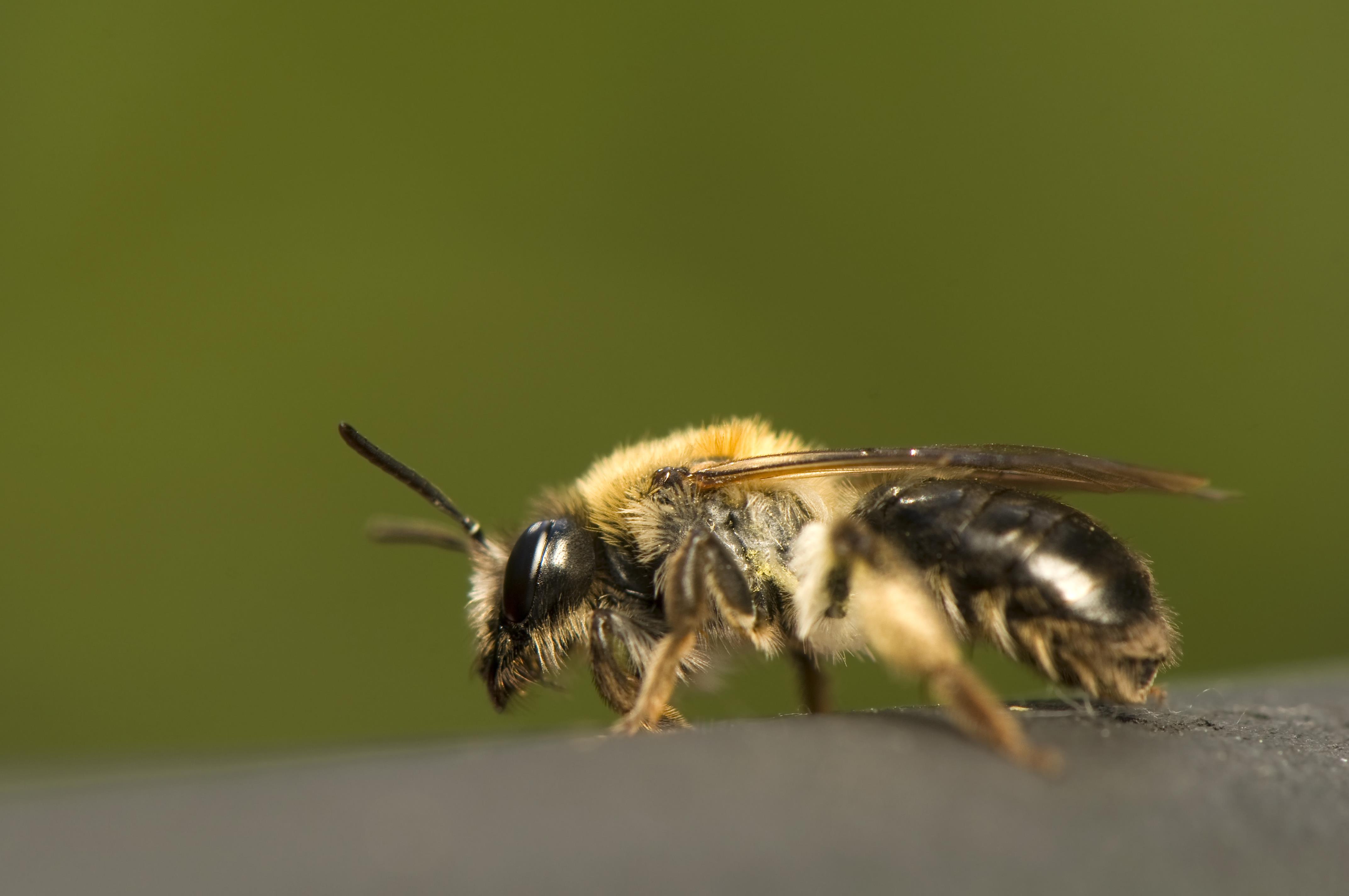 Użądlenie pszczoły - objawy, pierwsza pomoc, alergia na jad