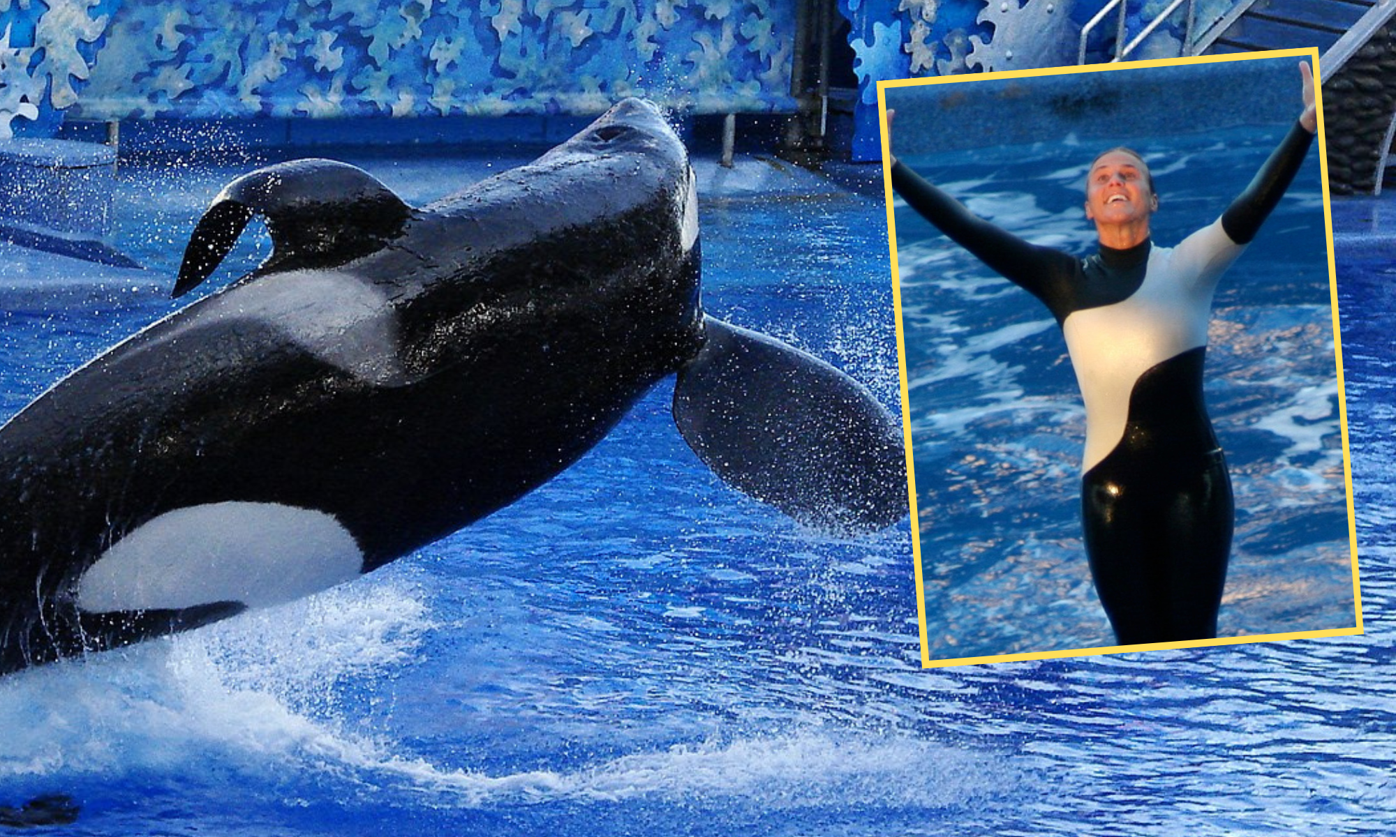 Orka zabiła treserkę na oczach tłumu. Wszyscy byli w szoku