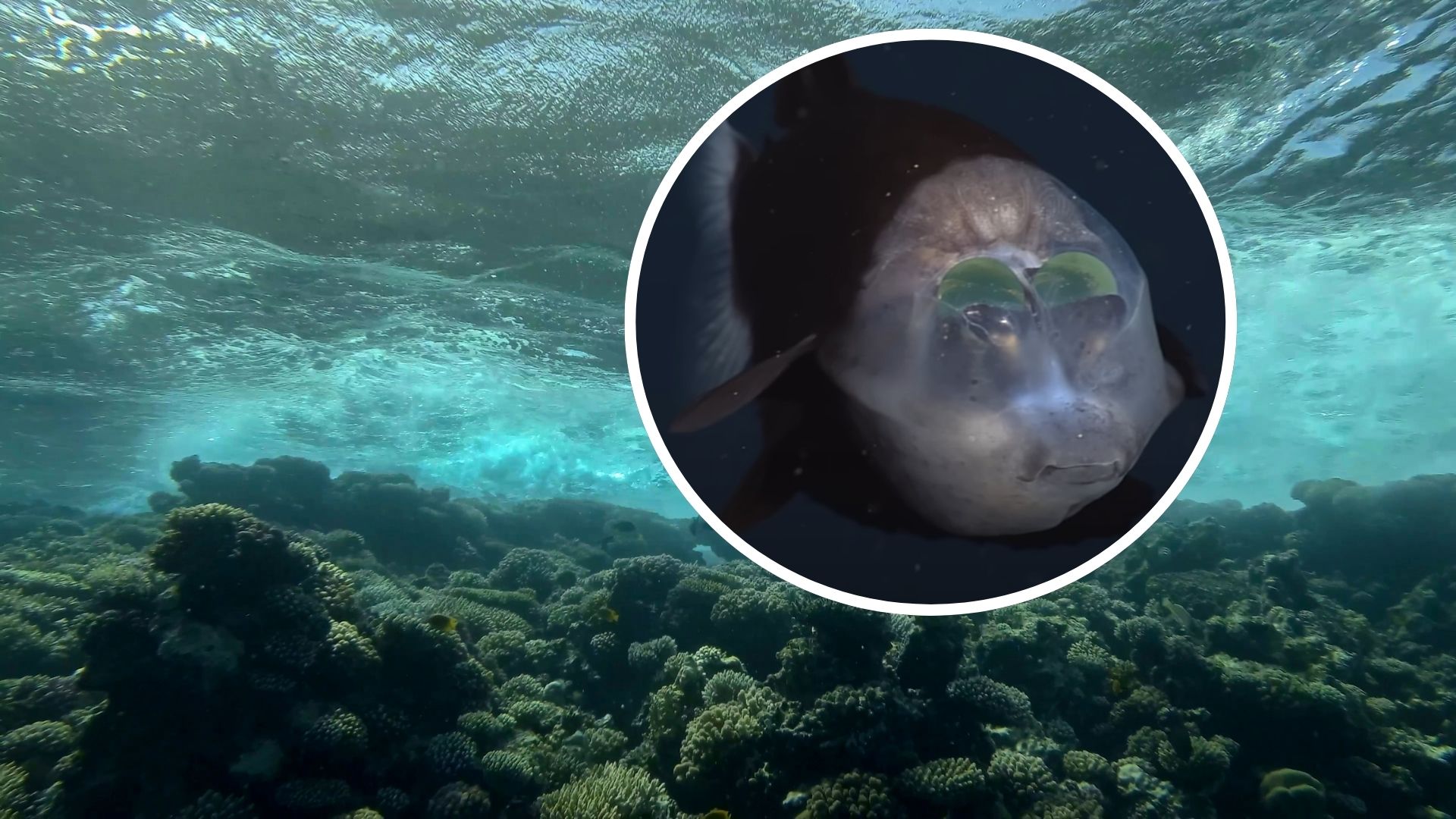 "Kosmiczna ryba" z głębin. Przezroczysta głowa i oczy jak zielone lasery