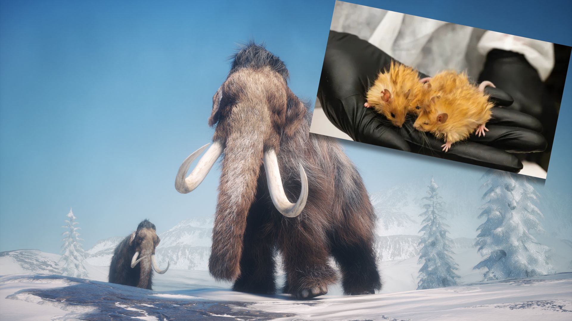 Naukowcy wskrzeszają mamuta. Na razie stworzyli "mamucią" mysz