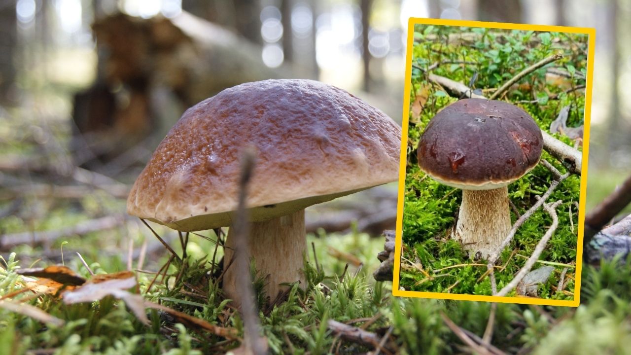 grzyb - najnowsze informacje | Podróże