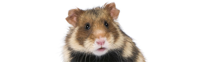 ChomikBox – chomikowanie bez przeglądarki - Chomikuj.pl