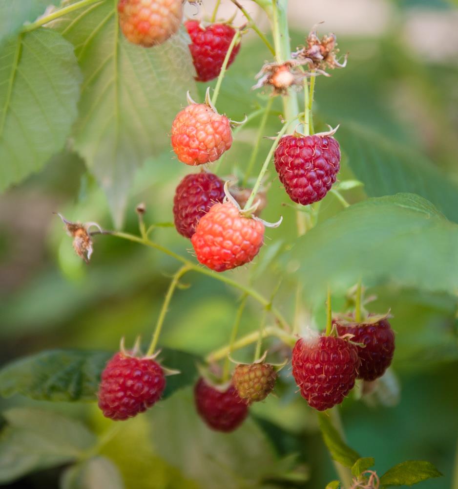 Maliny - wartości odżywcze, właściwości zdrowotne, kaloryczność, przepisy