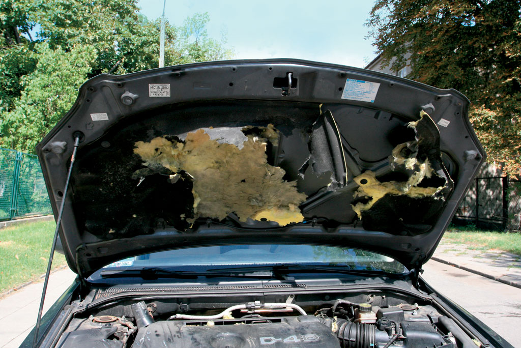 Kuny pojawiają się pod maskami i niszczą auta. Łatwo można je odstraszyć