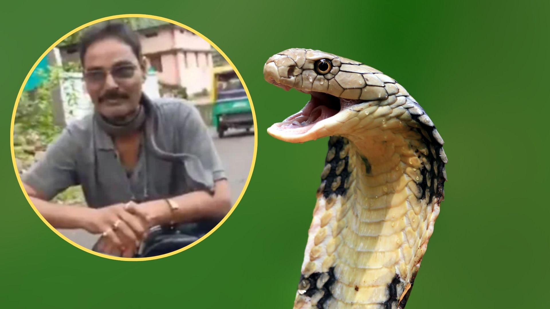 Tragiczny los łapacza węży. Zginął, gdy przewoził gada na szyi
