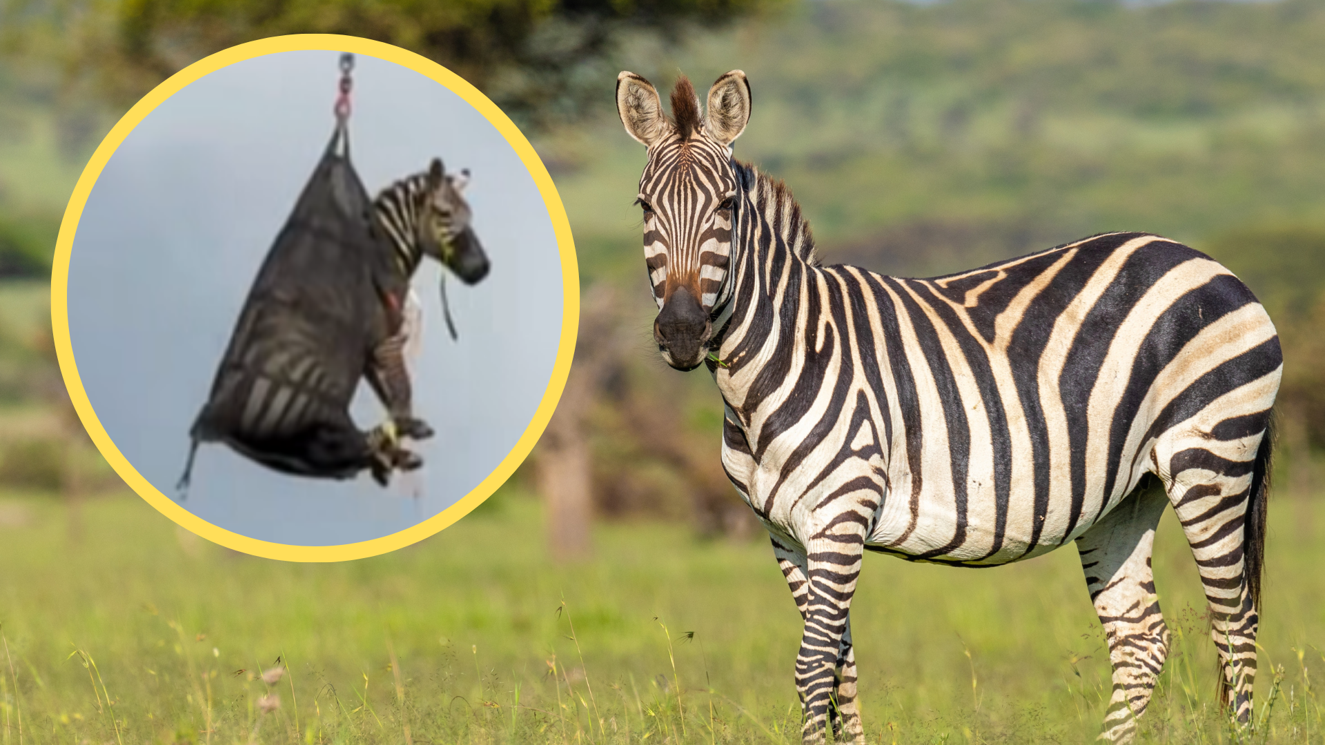 Spektakularny pościg za uciekającą zebrą. Zwierzę stało się gwiazdą sieci