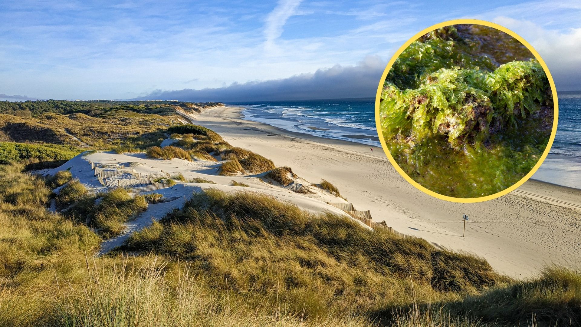 Pojawiły się na plażach. Należą do najbardziej inwazyjnych gatunków świata