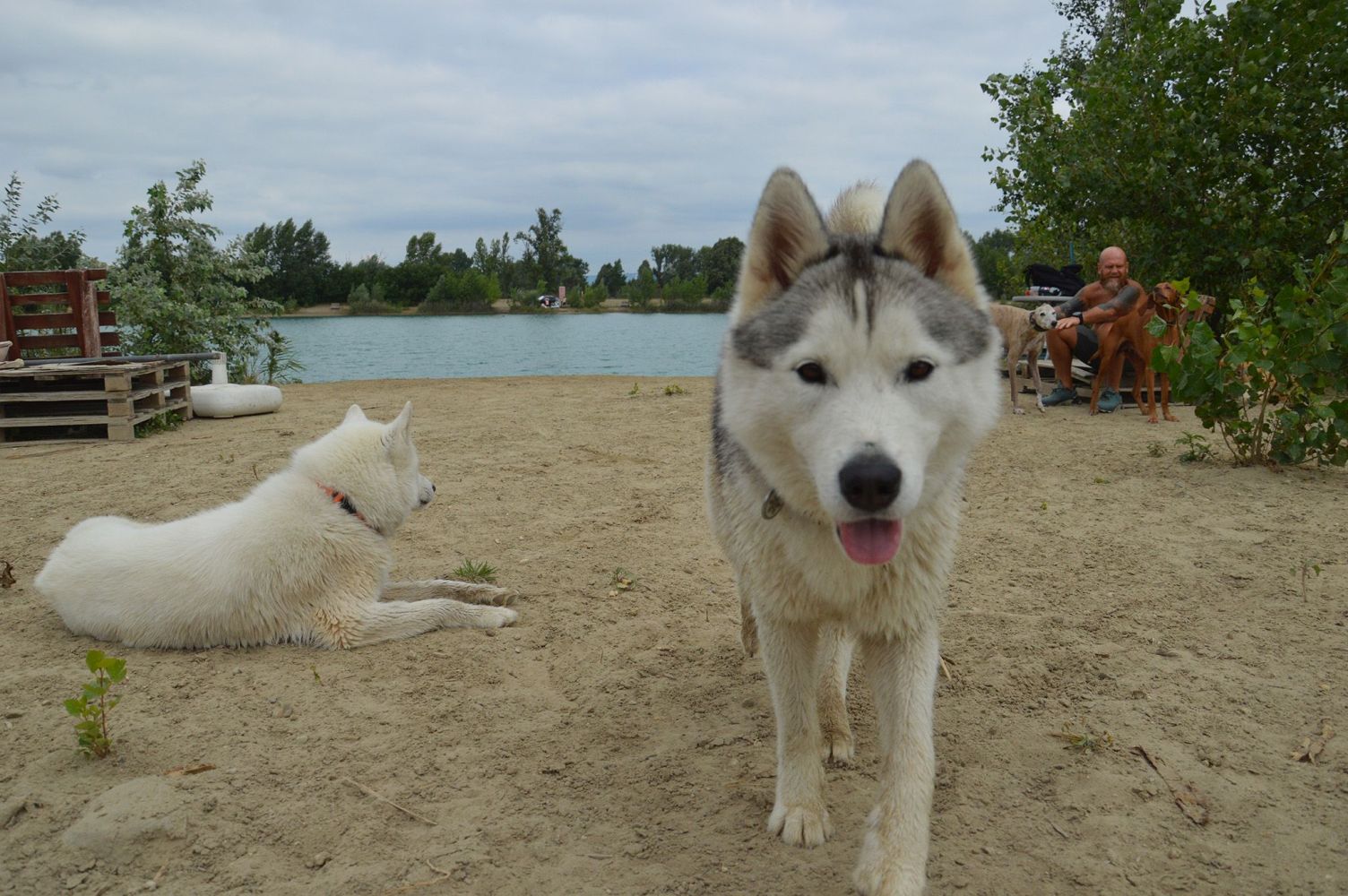 Itt a lista, ezek Magyarország legjobb kutyabarát fürdőhelyei! - Blikk