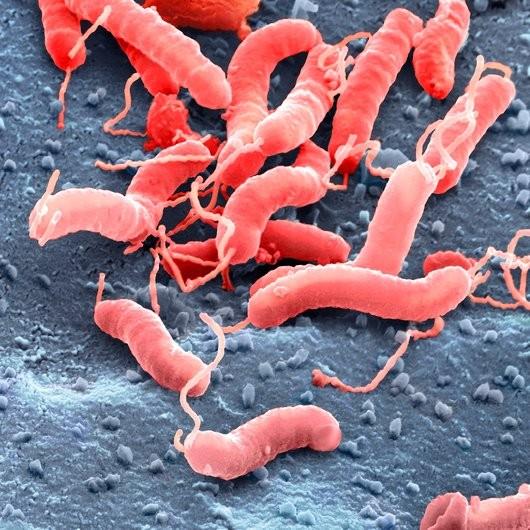 Ciprinol - działanie, wskazania, przeciwwskazania, efekty uboczne