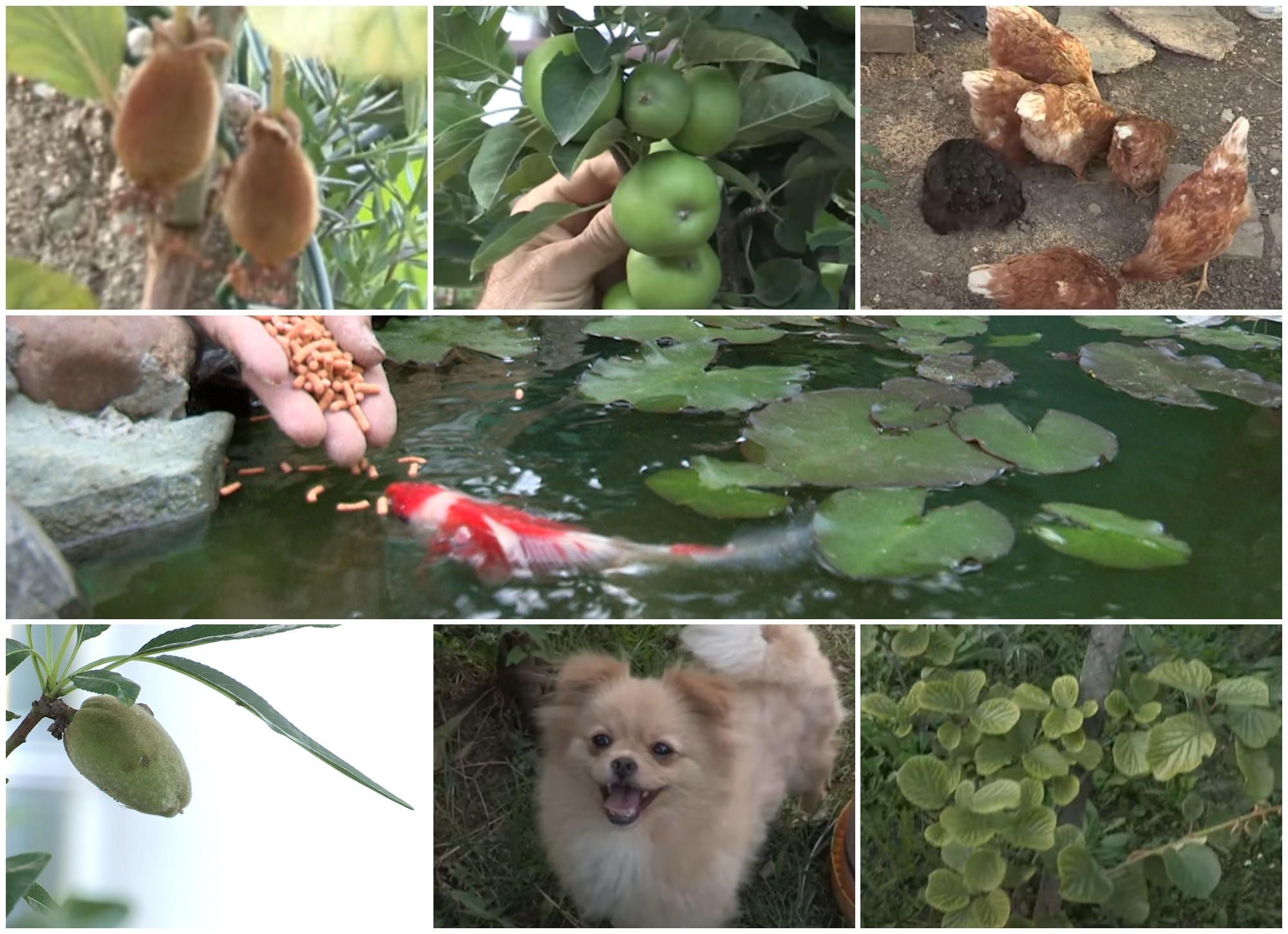 Zavirite na imanje rijaliti učesnice: Gaji japanskog šarana, pomorandže ...