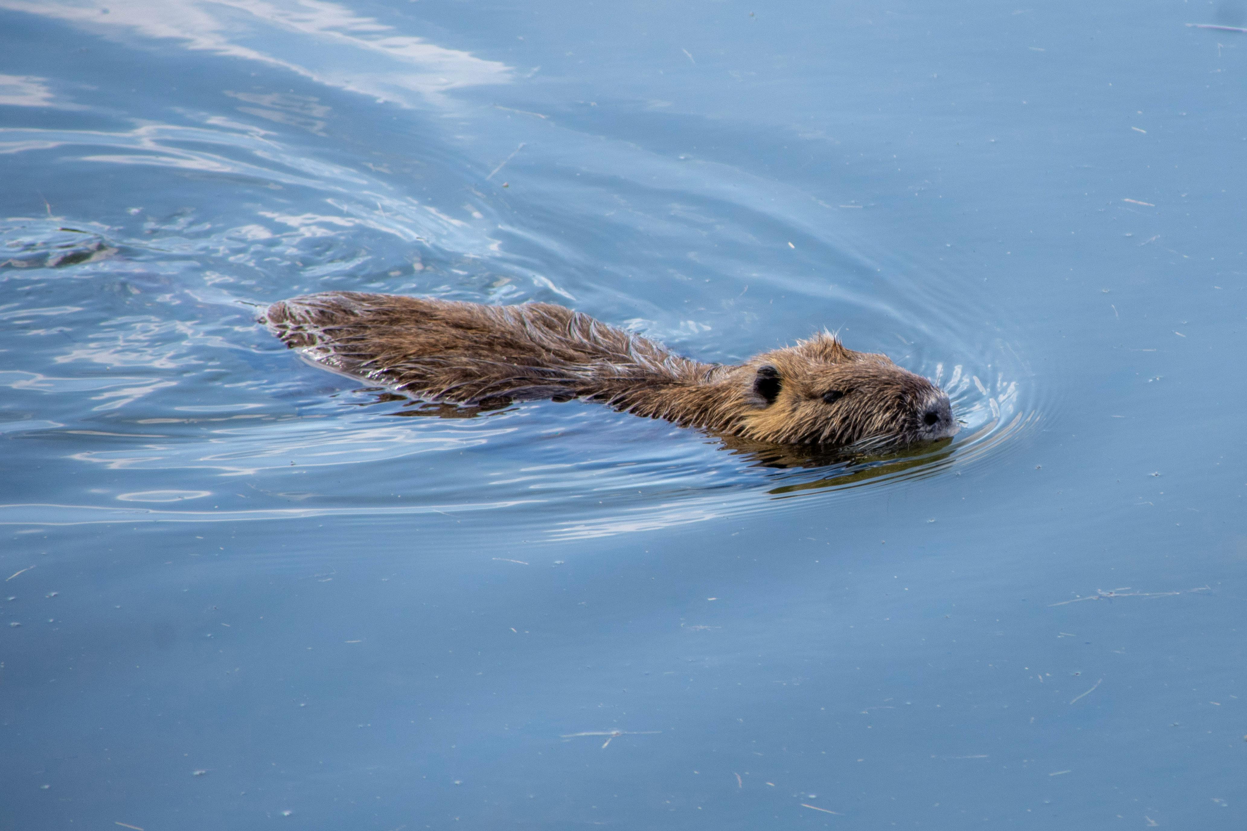 Gyermekmedencéből mentettek ki egy hódot - Blikk