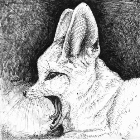 Jak wam się podoba mój rysunek (lis pustynny-fenek)? - Zapytaj.onet.pl