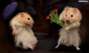Jak oswoić ze sobą dwa chomiki różnej rasy? - Zapytaj.onet.pl