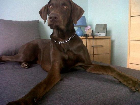 Jak wytresowac psa rasy doberman zeby nie byl agresywny? - Zapytaj.onet ... Jak wytresowac psa rasy doberman zeby nie byl agresywny? - Zapytaj.onet ...