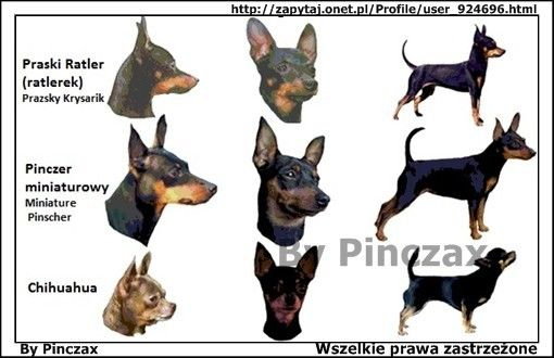 Czym sie rozni pinczer miniaturowy od ratlerka? - Zapytaj.onet.pl