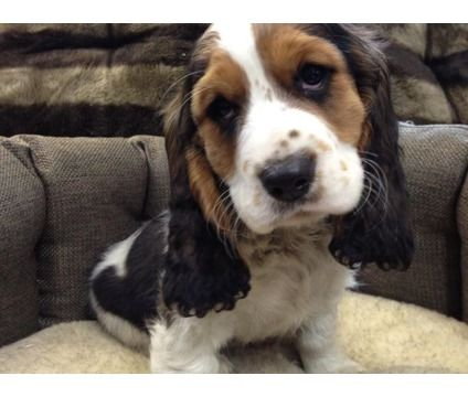 Co sądzisz o mieszańcu Basselier? - Zapytaj.onet.pl