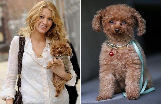 Co to w końcu za rasa psa? - Zapytaj.onet.pl