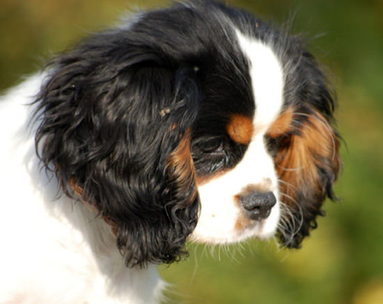 Czy wiecie mniej więcej ile lat żyją psy rasy Cavalier King Charles ...