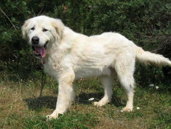 Hej. mieszaniec labradora z owczarkiem podhalańskim jak by mniej więcej ...