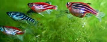 RYBKA - DANIO - Zapytaj.onet.pl