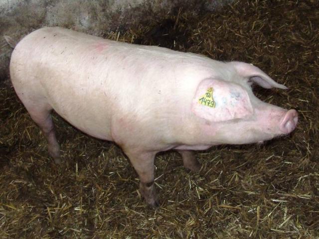 Co oznacza wyrażenie loszka ? - Zapytaj.onet.pl
