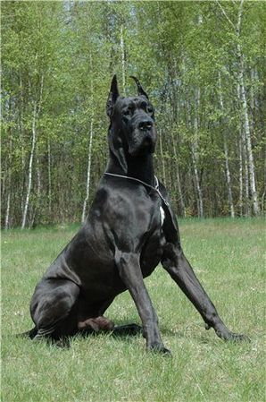 Jaką rase psa najbardziej lubicie? - Zapytaj.onet.pl