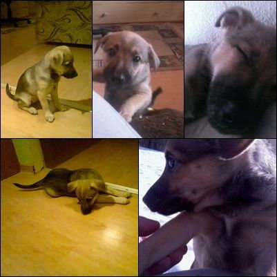 Masz psa jeśli tak to jaka rasa i jak się wabi ? - Zapytaj.onet.pl