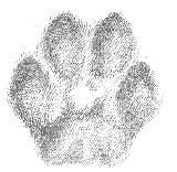 Odcisk łapy rysia? - Zapytaj.onet.pl