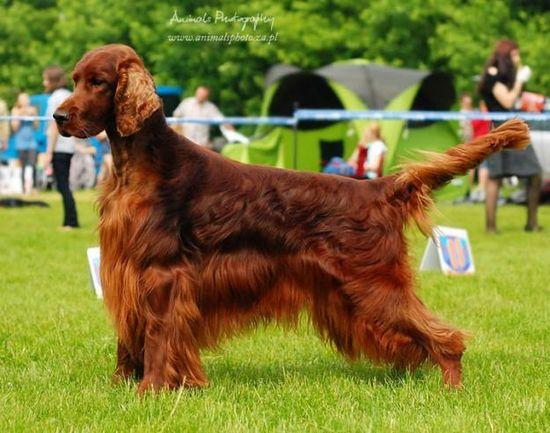 Jaka jest twoja ulubiona rasa psa ? - Zapytaj.onet.pl