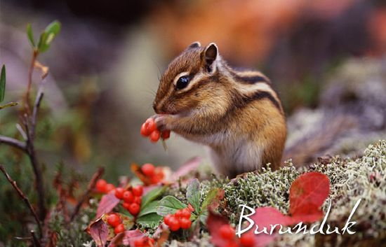 Co potrzebuje burunduk ( wiewiórka syberyjska ) ? - Zapytaj.onet.pl