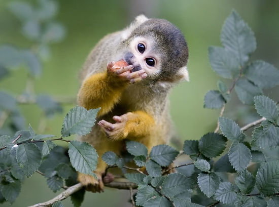 Musze znalezć fajne zdj malpki na okladkę pomożesz? - Zapytaj.onet.pl