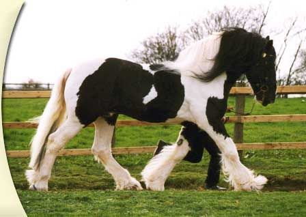 Czy konie rasy shire mogą być srokate ? - Zapytaj.onet.pl