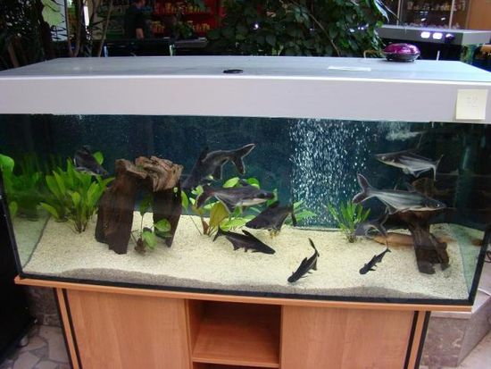 Sum Rekini ? - Zapytaj.onet.pl